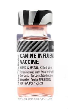 Update - Canine Influenza Outbreak In Las Vegas - Pet Health
